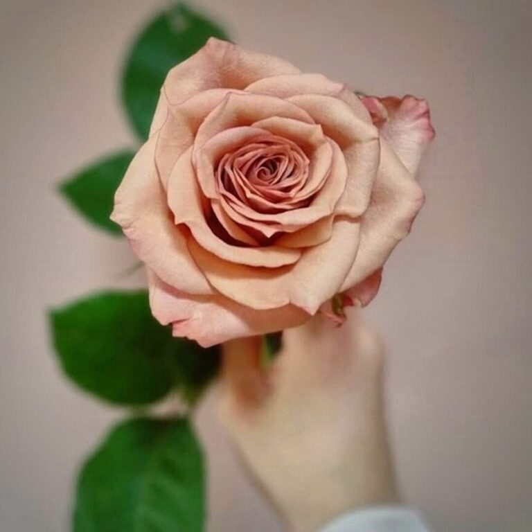 15 Beautiful Beige Flowers That Brighten Any Garden