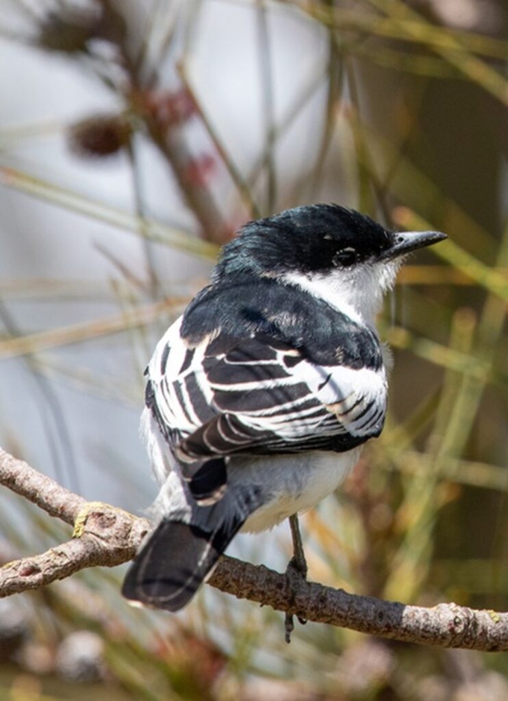 30 Striking Birds with White Stripes on Wings - Nature's Wonders!