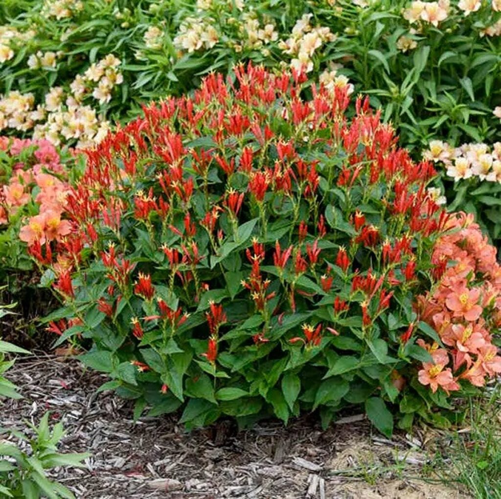 37 Gorgeous Perennials for Shade That Bloom All Summer