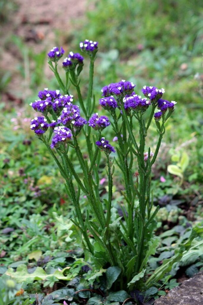25 Powerful Flowers That Represent Strength - Nature's Warriors!