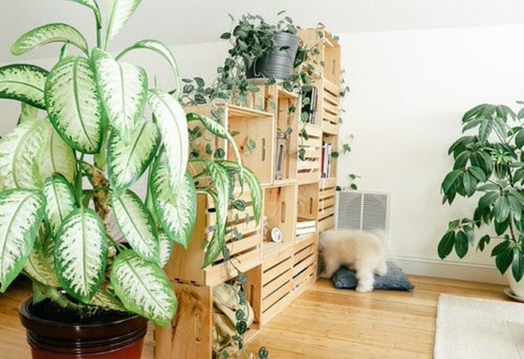 21 Gorgeous Indoor Plants Room Divider Ideas for Your Space