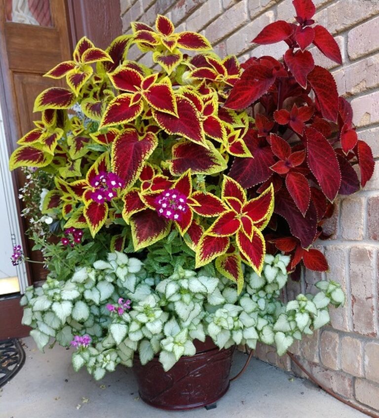 25 Brilliant Coleus Landscaping Ideas That Transform Gardens
