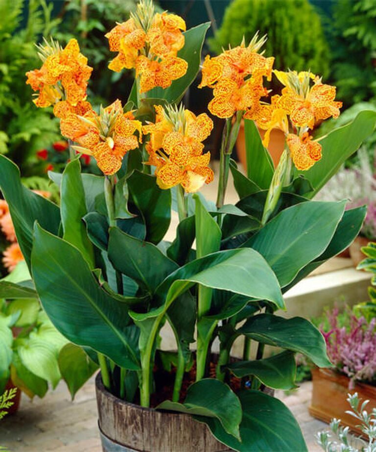 30 Stunning Types of Canna Lily Varieties for Garden Paradise