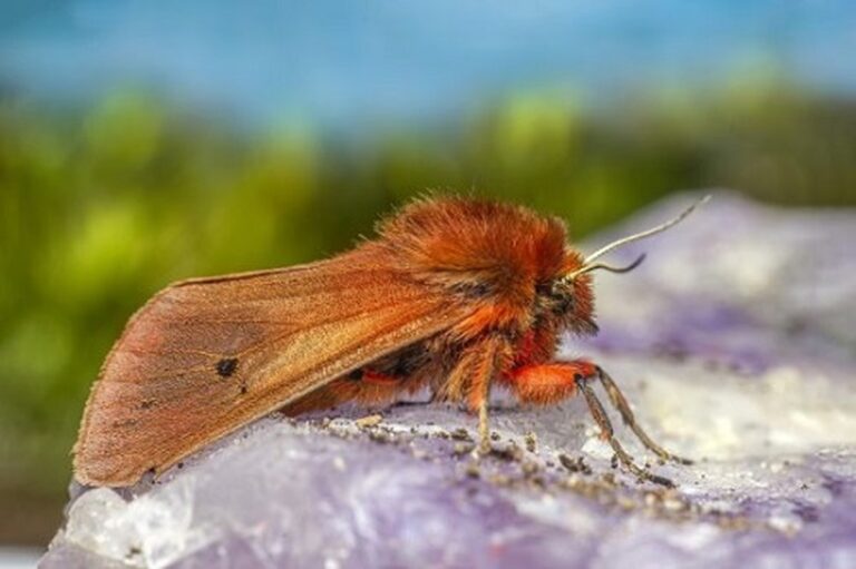 8 Stunning Fluffy Moths to Discover in Your Garden