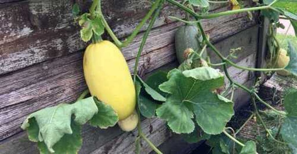 38 Delicious Types of Squash: Best Varieties for Your Garden