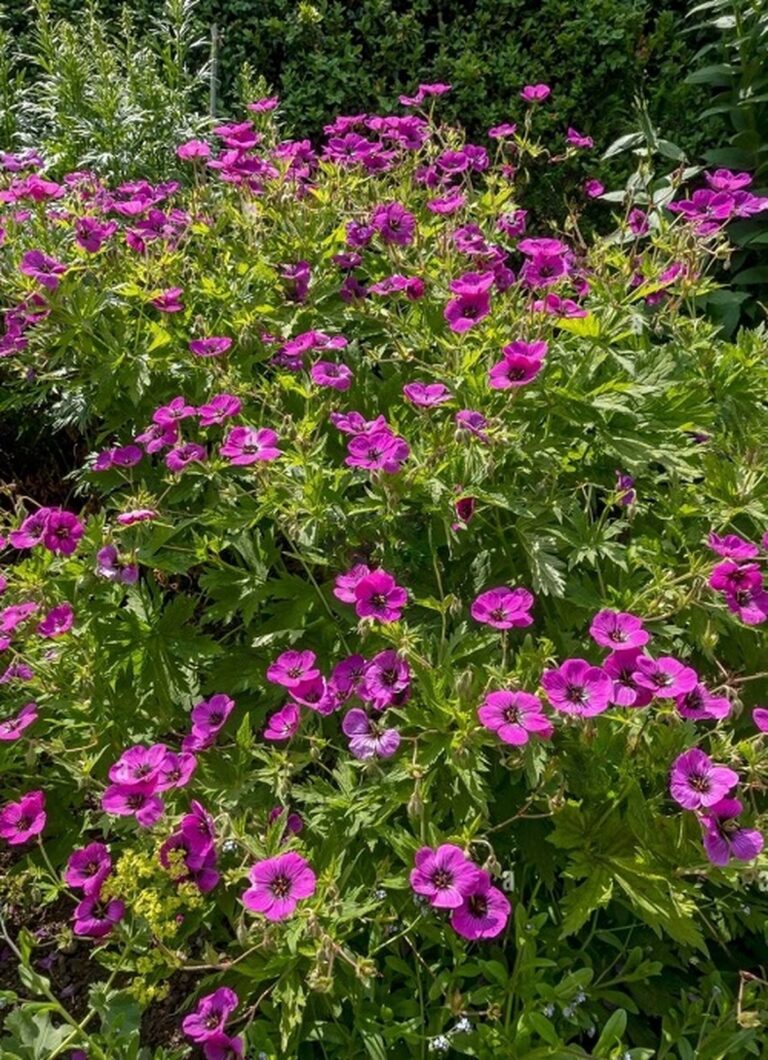 41 Stunning Magenta Flowers That Brighten Any Garden