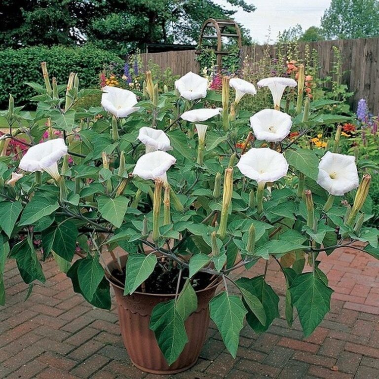 18 Enchanting Night-Blooming Flowers That Light Up the Dark