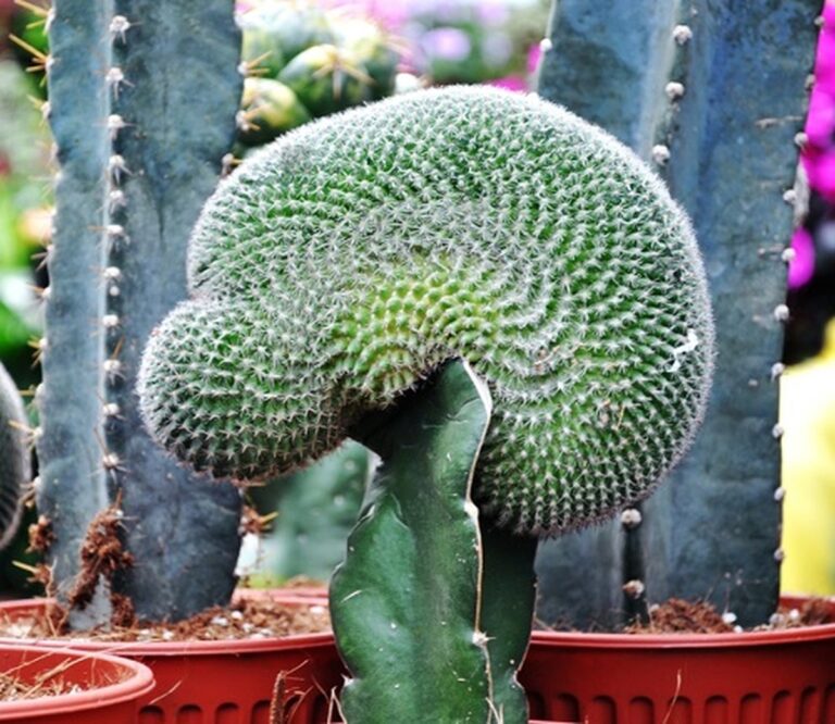 19 Exotic Plants That Look Like Brain