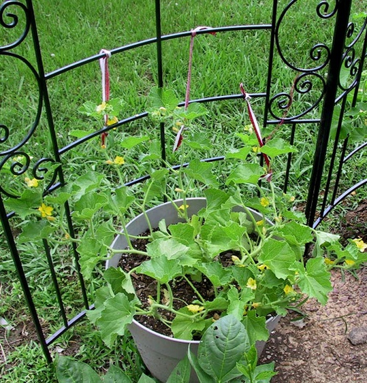13 Brilliant DIY Cantaloupe Trellis Ideas for Your Garden