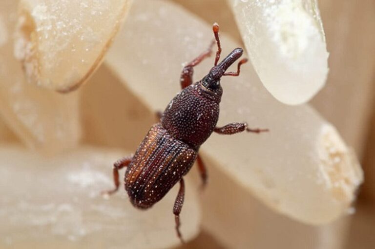 25 Surprising Tiny Bugs in House Near Windows to Watch For