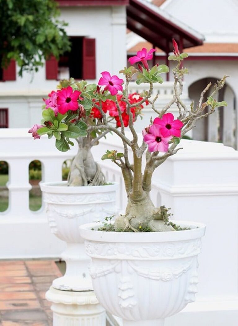 35 Different Types of Desert Rose Varieties to Fall in Love With