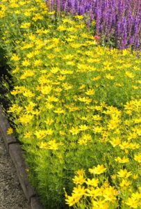 26 Stunning Gold Flowers That Add Luxury To Any Garden