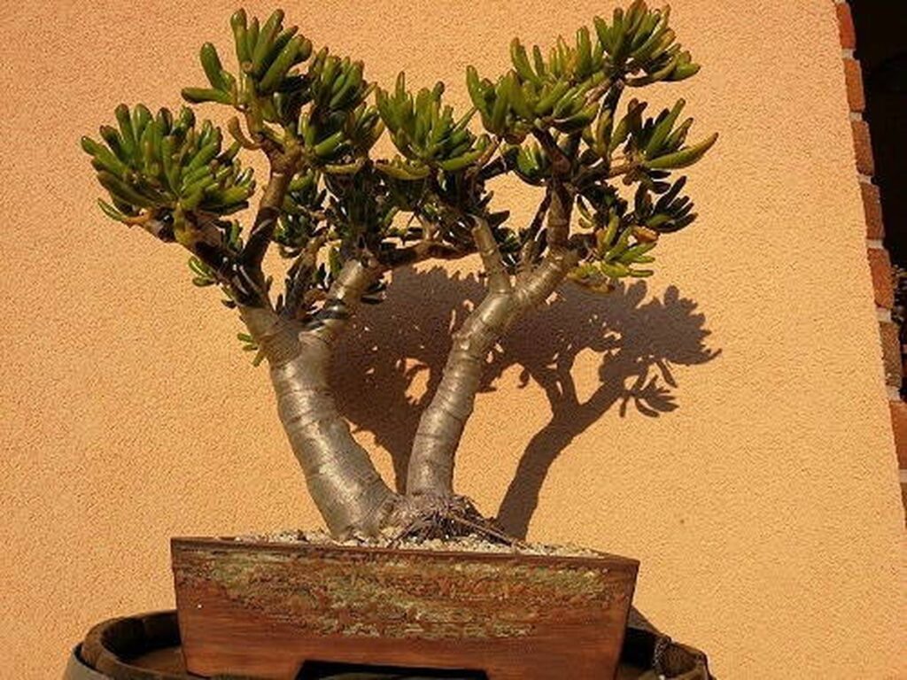 14 Charming Dwarf Tree-Like Houseplants for Cozy Home Spaces