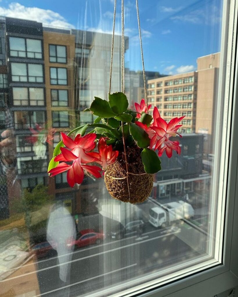 33 Gorgeous Hanging Plants for Front Windows to Brighten Your Home