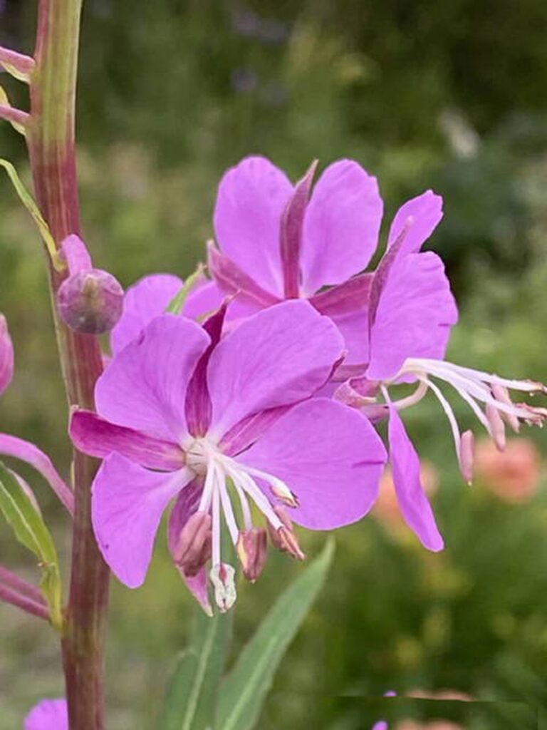 16 Stunning 4 Petal Flowers That'll Brighten Your Garden