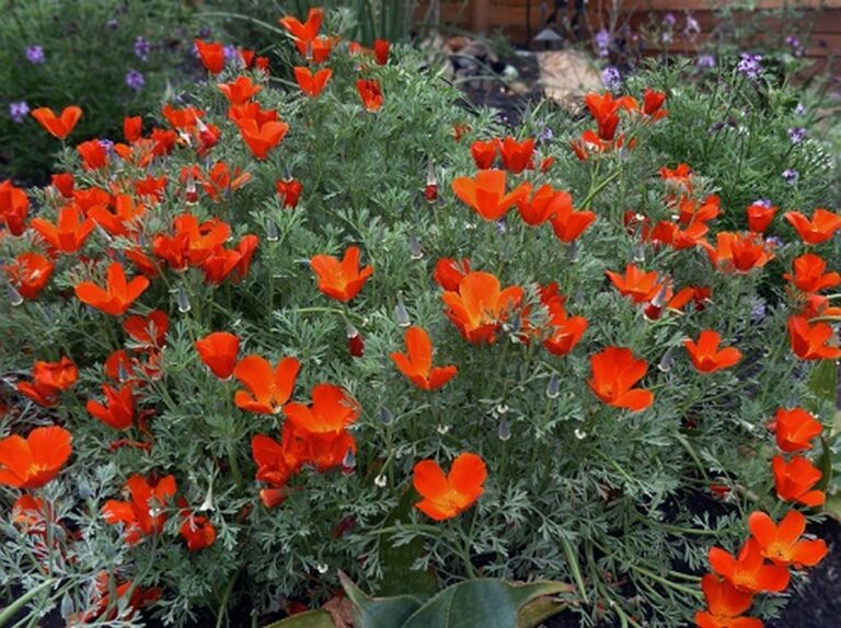 52 Amazing California Native Plants for Your Dreamy Garden