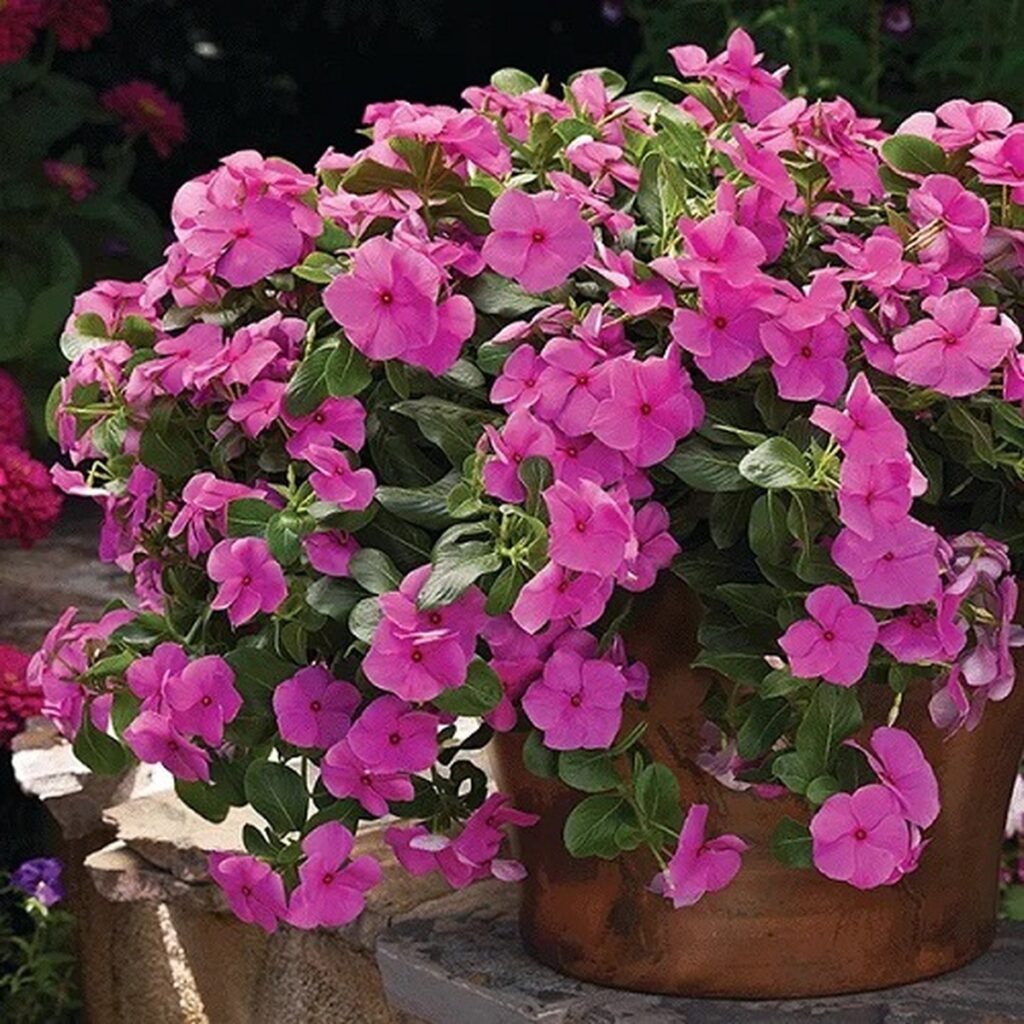 15 Types of Vincas to Brighten Your Garden