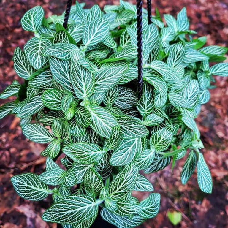24 Stunning Fittonias to Brighten Your Home - Nerve Plant Varieties