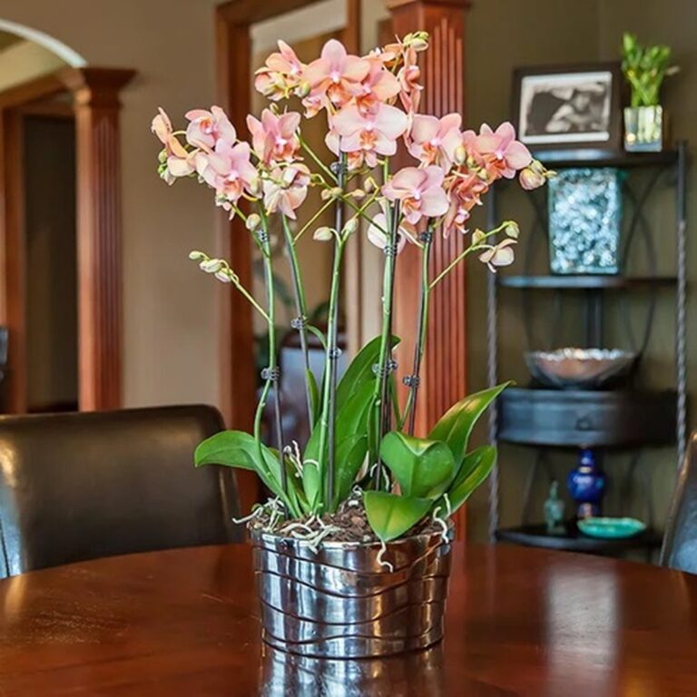 20 Stunning DIY Orchid Pot Ideas to Brighten Your Home