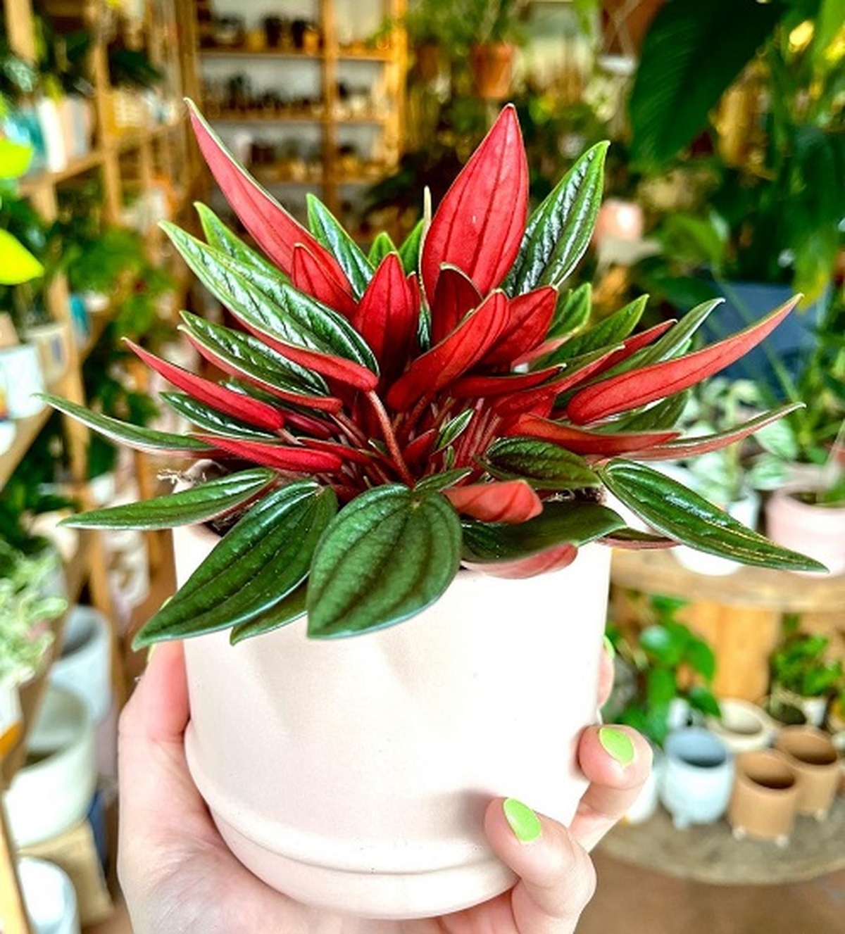 11 Stunning Plants With Red Veins on the Foliage to Adore