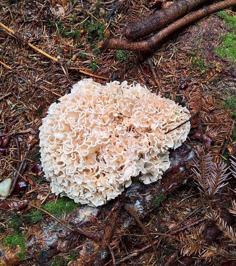 19 Exotic Plants That Look Like Brain