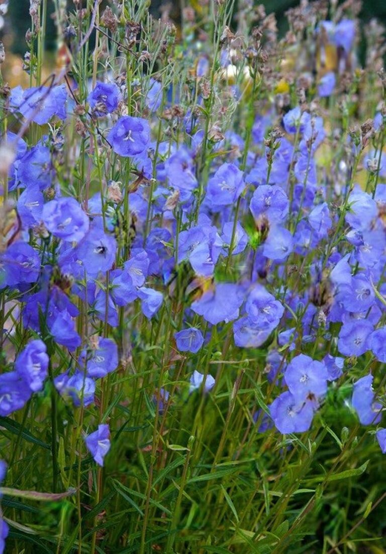 14 Breathtaking Royal Blue Flowers to Brighten Gardens