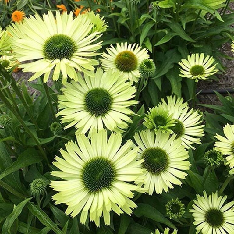 42 Types of Coneflower Varieties to Brighten Your Garden