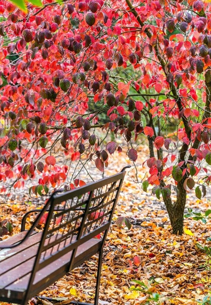 15 Exotic Trees With Red Leaves All Year for Your Garden