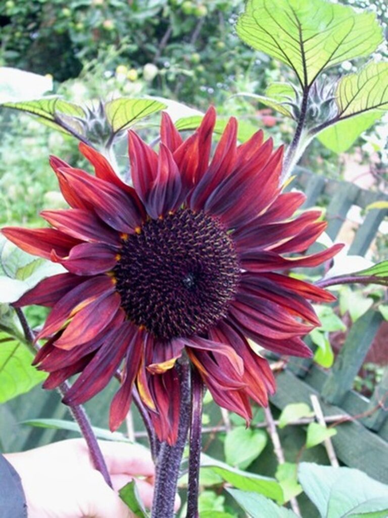 7 Stunning Purple Sunflowers That Brighten Any Garden