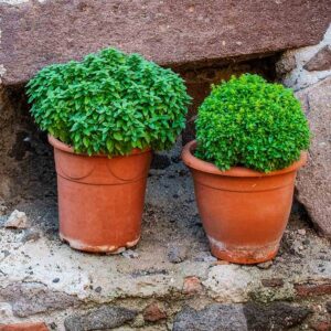 9 Easy-to-Grow Herbs with Shallow Roots for Small Pots That Thrive