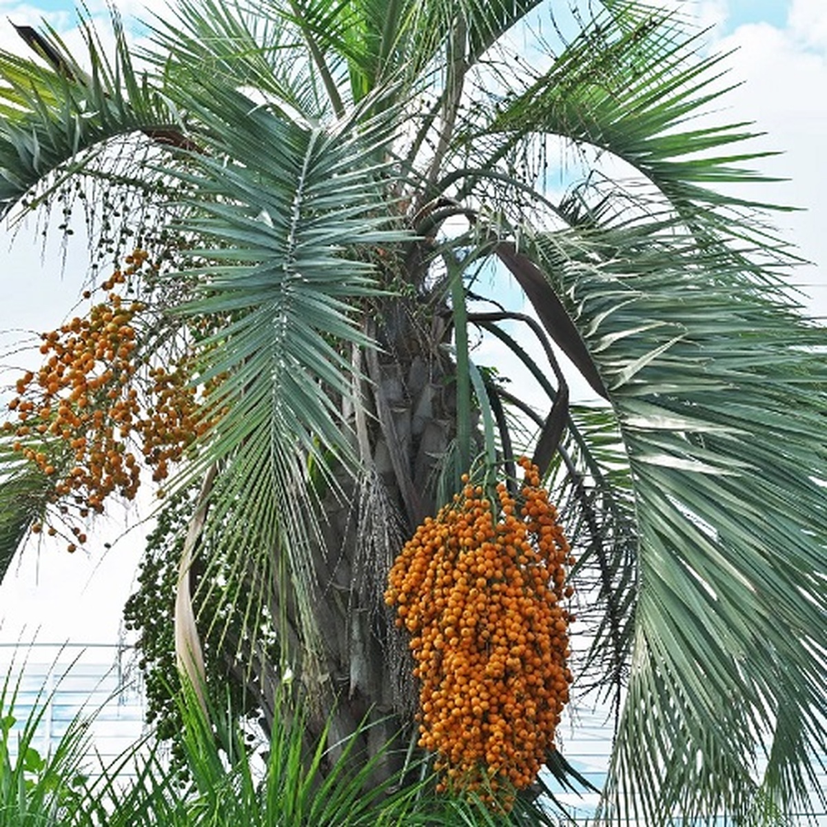 10 Different Palm Fruits to Enjoy from Vibrant Palm Trees