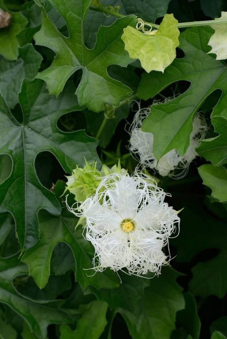 32 Enchanting Chinese Flowers That Bloom With Eastern Charm