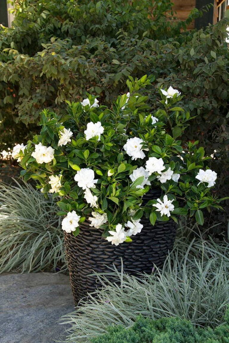 12 Stunning Types of Gardenias in Florida That Brighten Any Garden