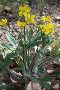 63 Beautiful Types of Yellow Wildflowers to Brighten Any Garden