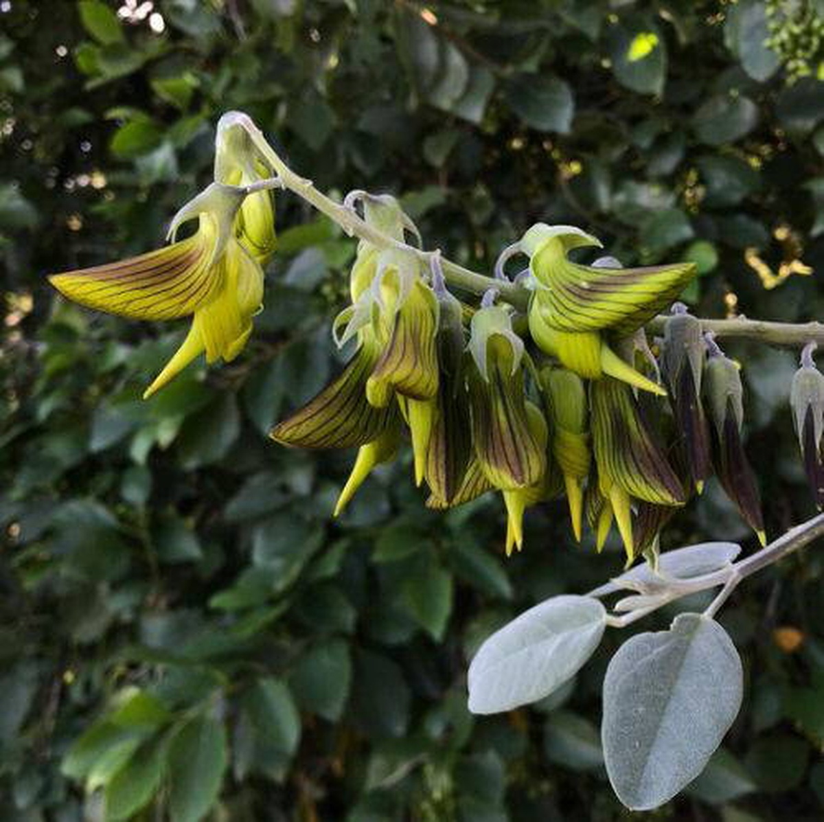 9 Stunning Flowers That Look Like Birds - Nature's Winged Wonders
