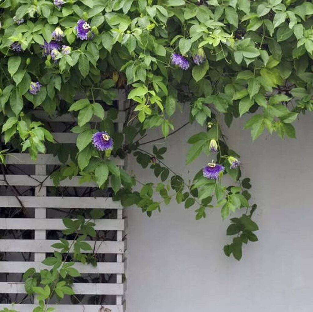 17 Charming Vines with Purple Flowers & Purple Flowering Climbers