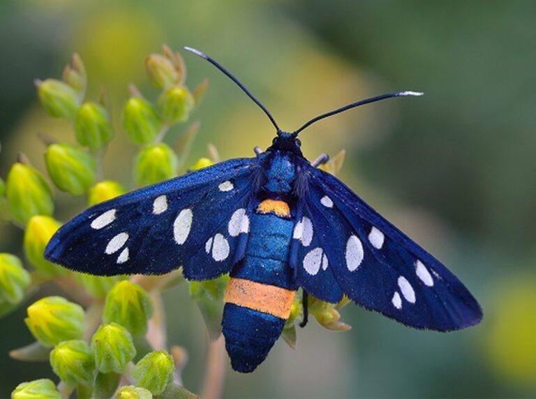 15 Fascinating Blue Moths to Spot in Your Garden