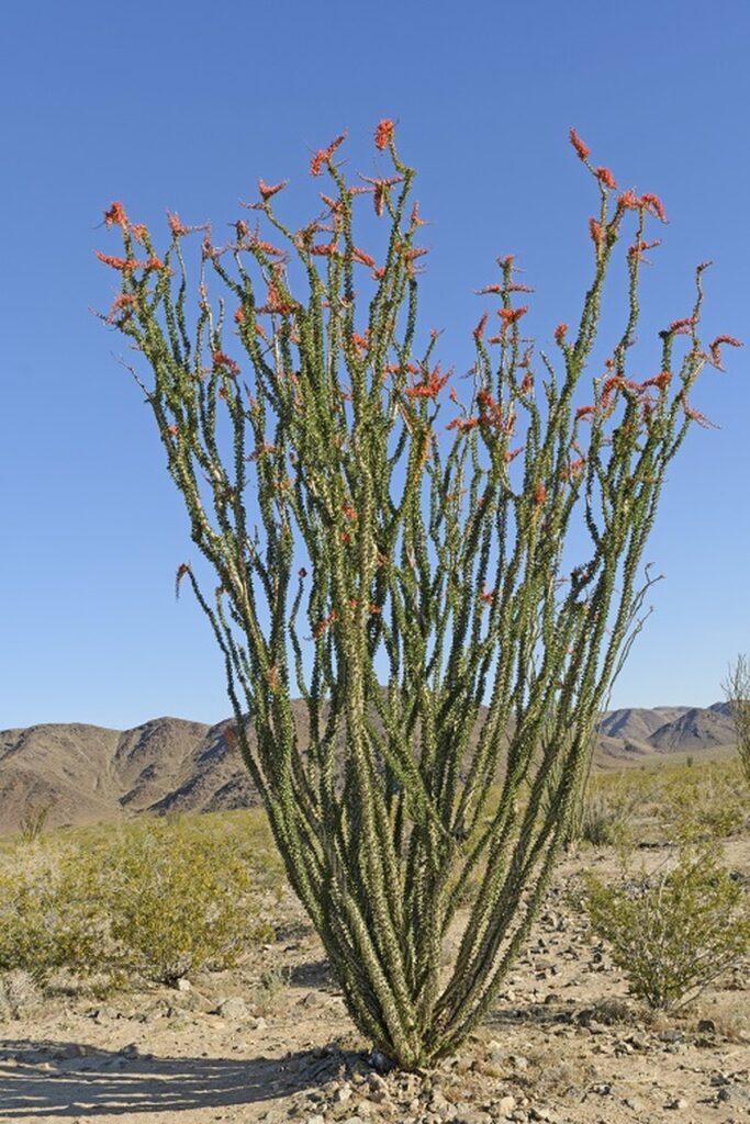 18 Amazing Types of Columnar Cactus Varieties for Your Garden