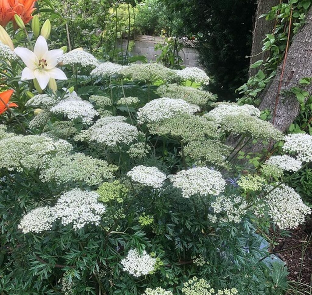 50 Vibrant Plants to Grow Under Big Trees That Thrive in Shade
