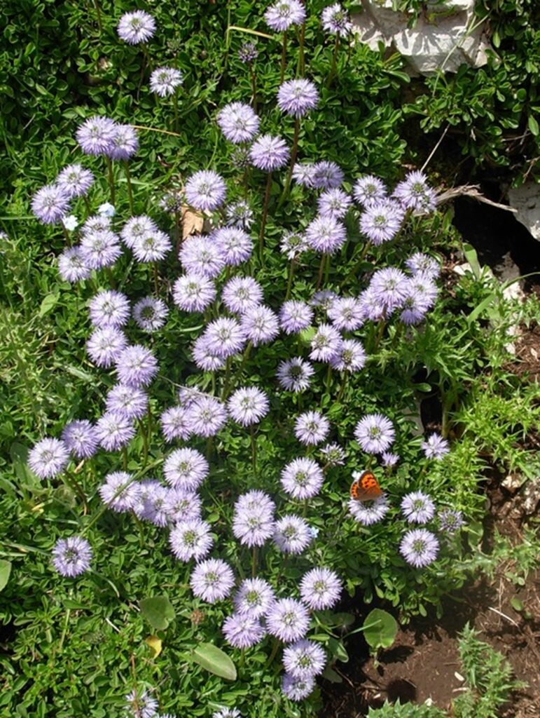 31 Amazing Small Flowers That Will Brighten Your Garden