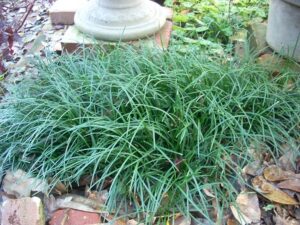 15 Stunning Ornamental Grasses For Shade That Thrive Effortlessly