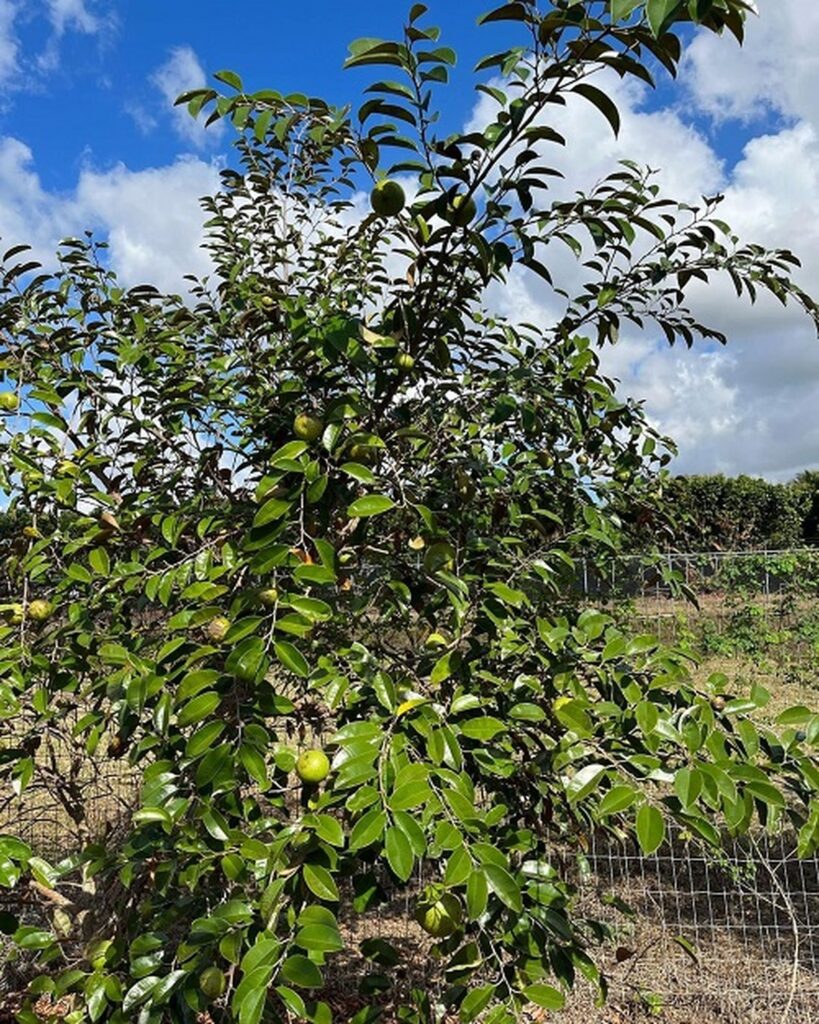 43 Fascinating Plants from Jamaica That Brighten Any Garden