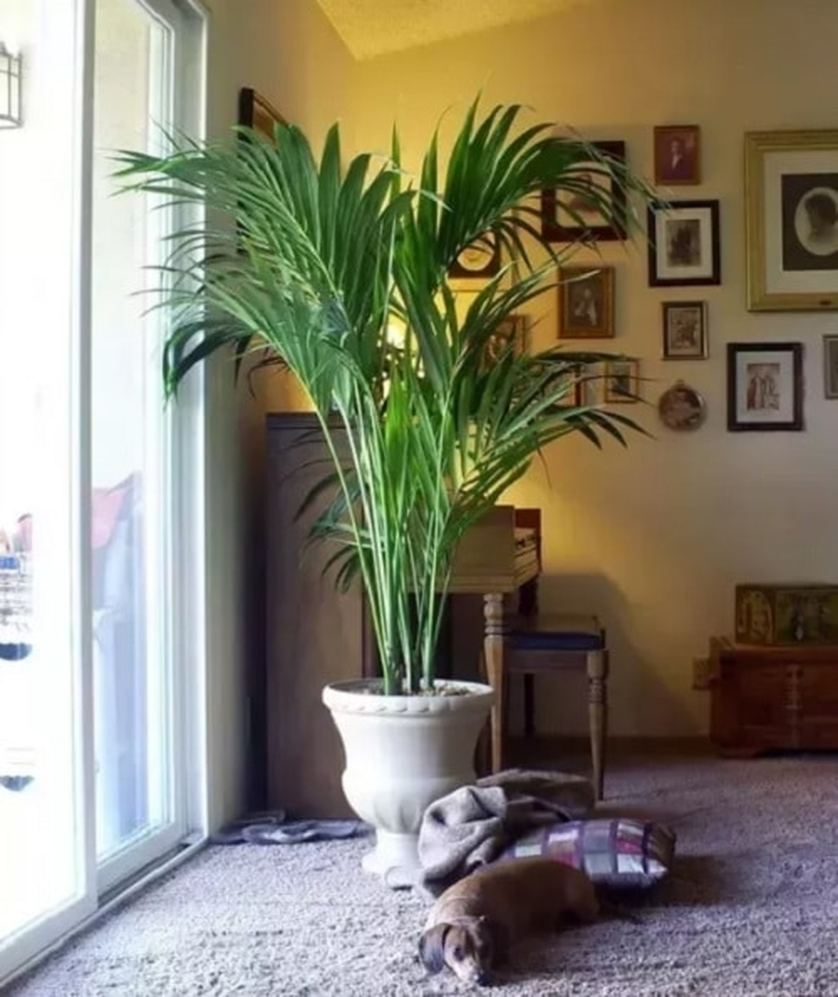 6 Amazing Indoor Palm Benefits That Transform Your Space