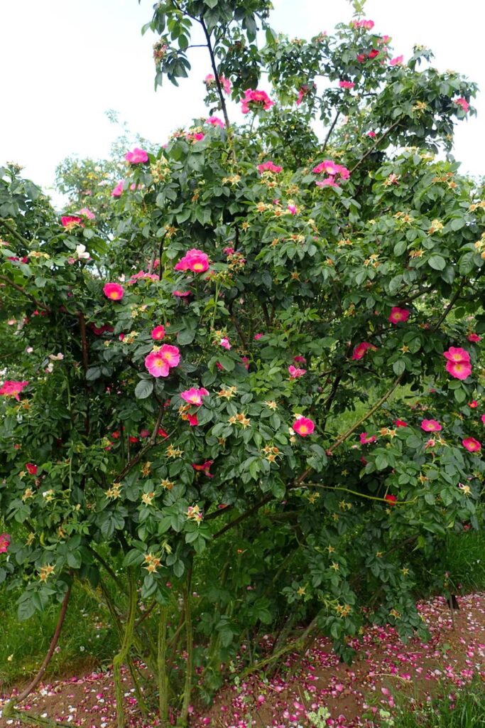 18 Enchanting Native European Plants That Thrive Locally