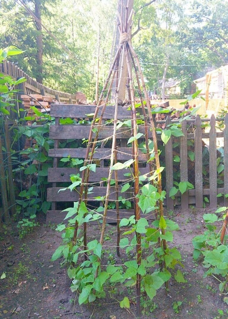 26 Simple and Creative DIY Bean Trellis Ideas for Your Garden
