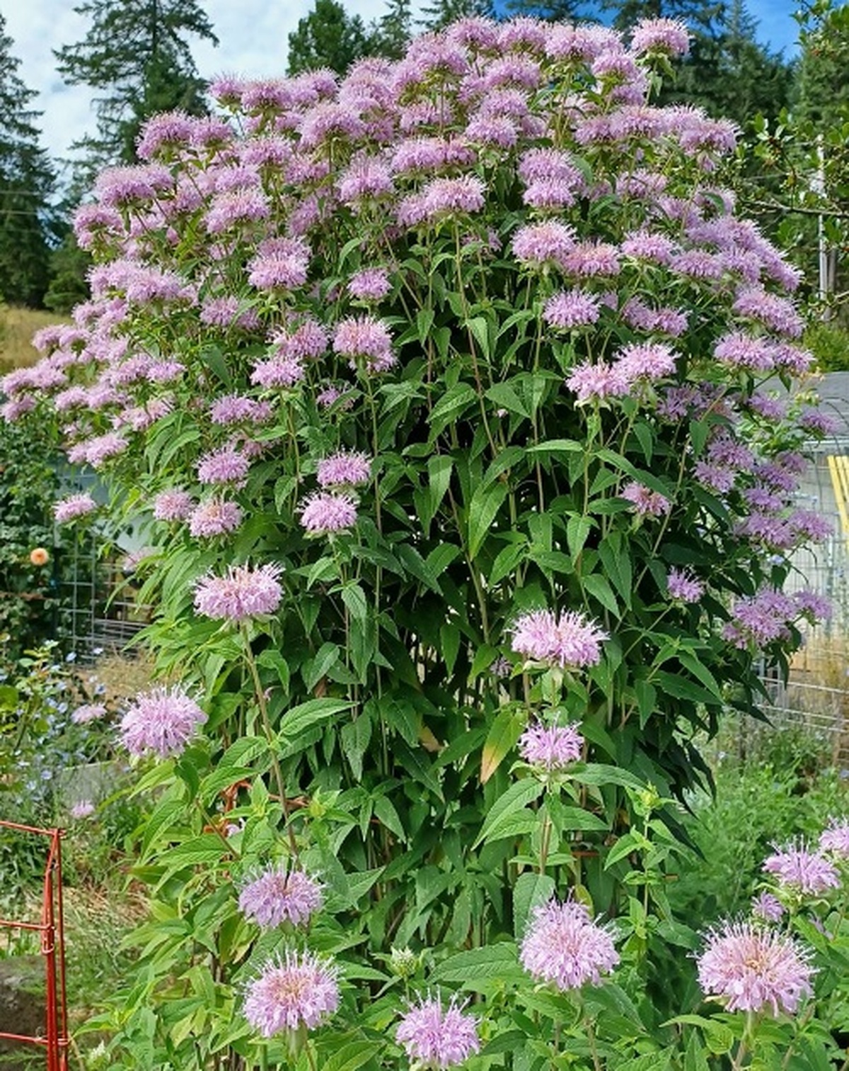 15 Gorgeous Chicago Native Plants for Your Enchanting Garden