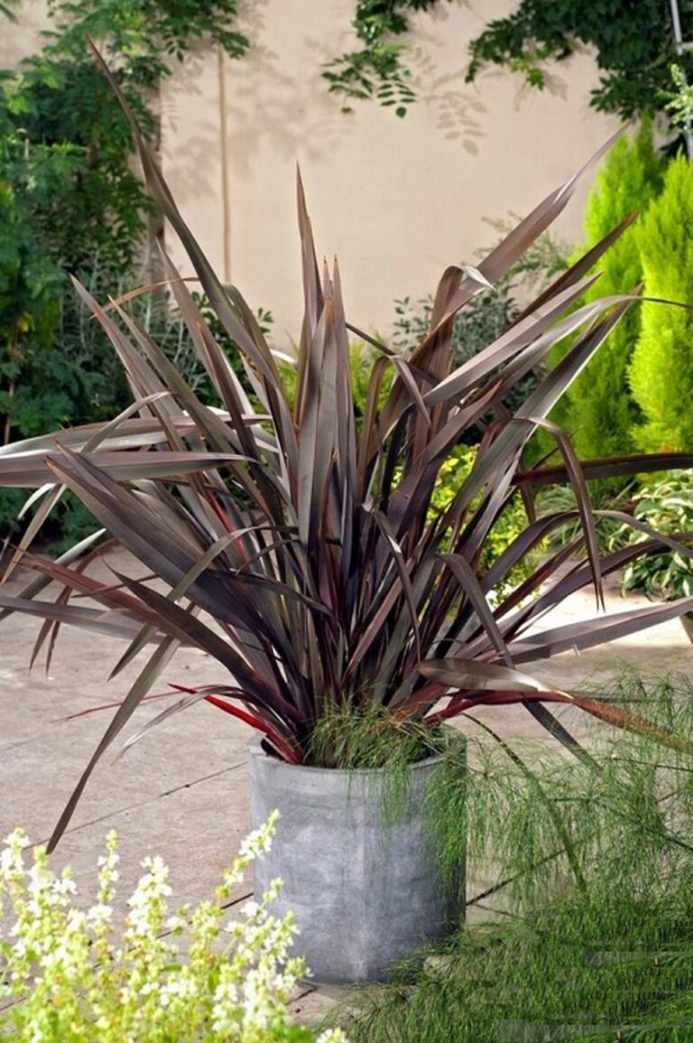 18 Stunning New Zealand Flax Varieties That Brighten Any Garden