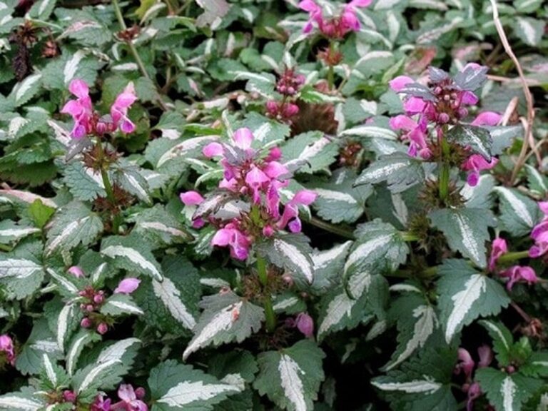 20 Stunning Lamium Varieties Perfect for Your Shady Garden