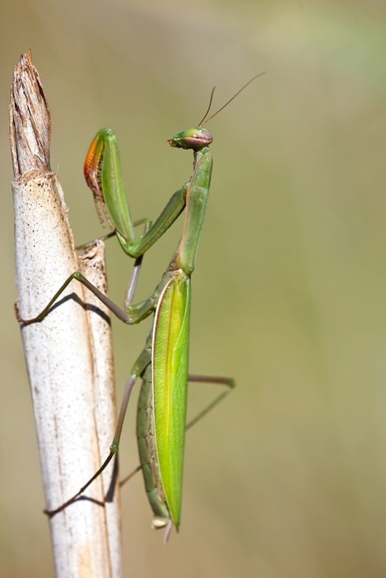 18 Fascinating Types of Praying Mantis Found in Gardens