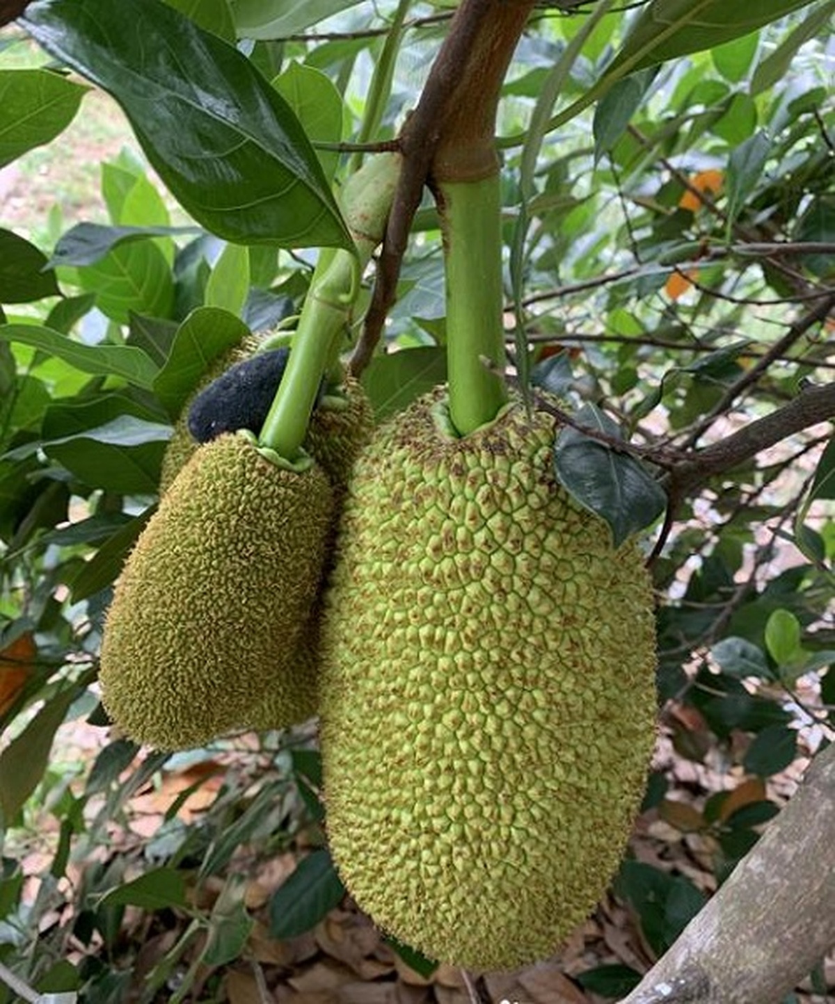 11 Smelly Fruits that Stink and Smell: Hold Your Nose!